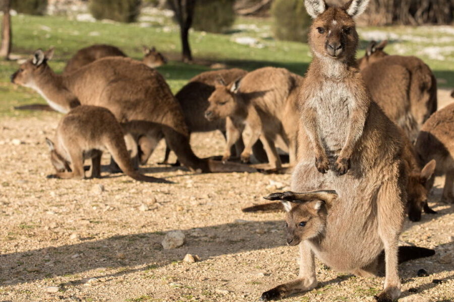 Espécie de canguru duas vezes maior é descoberta