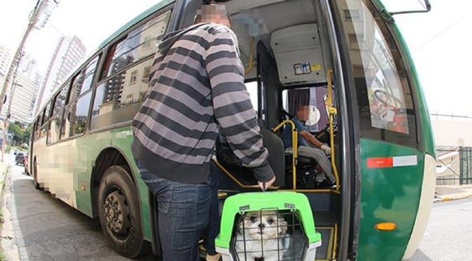 Vereadores de Itabira aprovam transporte de animais domésticos em ... Vereadores de Itabira aprovam transporte de animais domésticos em ...
