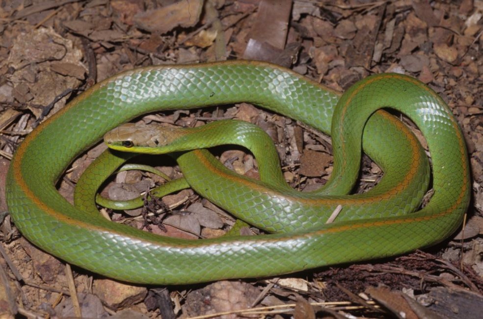Emaranhado de cobra-verde é encontrado no Rio Grande do Sul